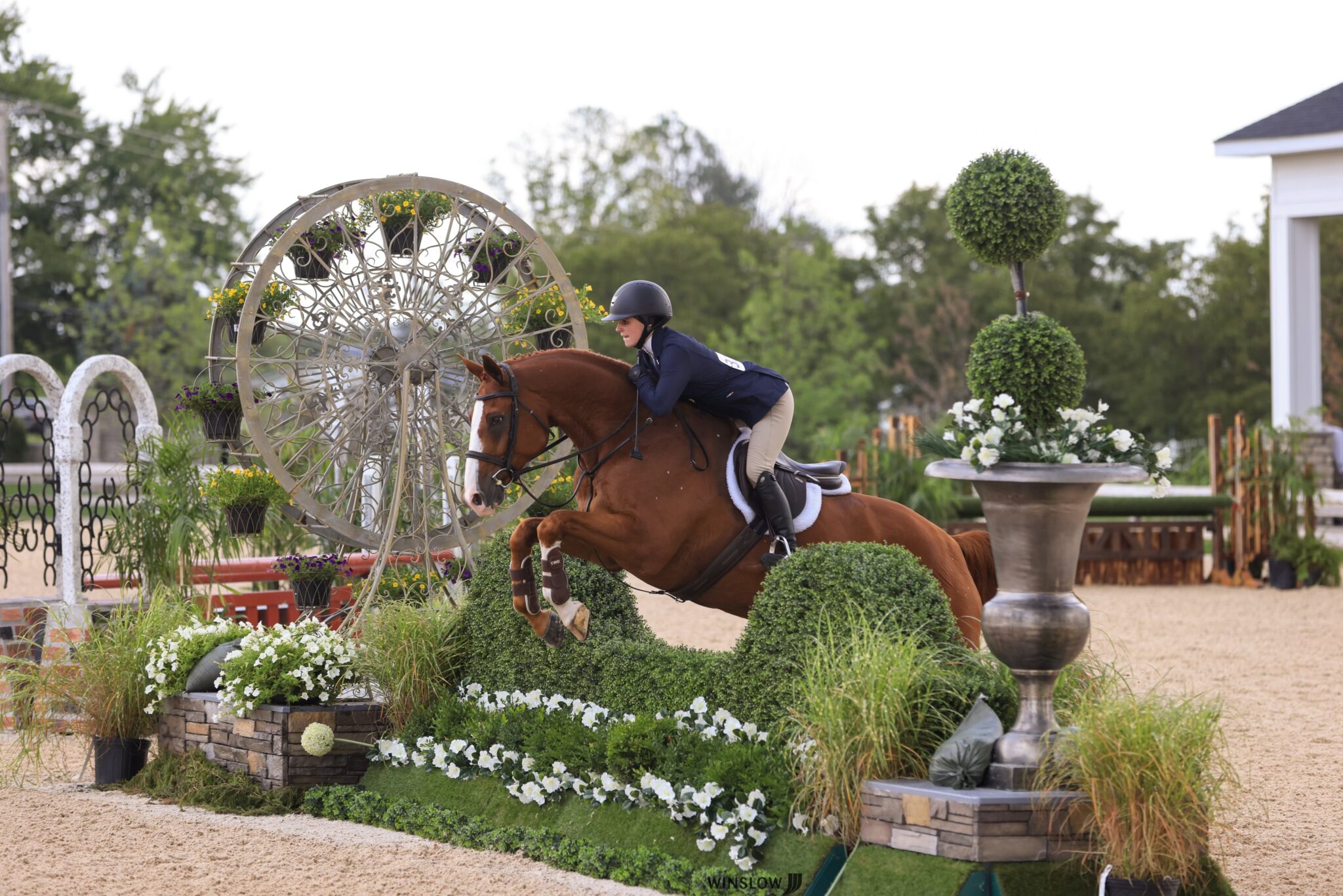 Showing – Candy Lane Acres